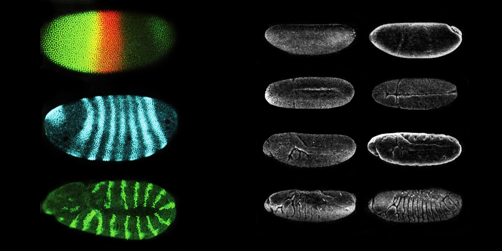 AADRL 2009 | The Big Bang of Architectural Evolution | Parametric Monkey